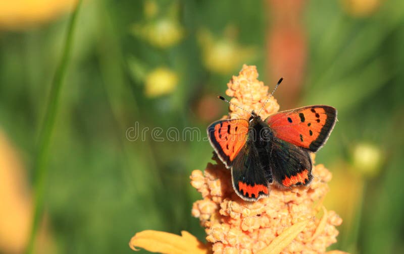 Small Copper Butterfly stock image. Image of green, flower - 22729683