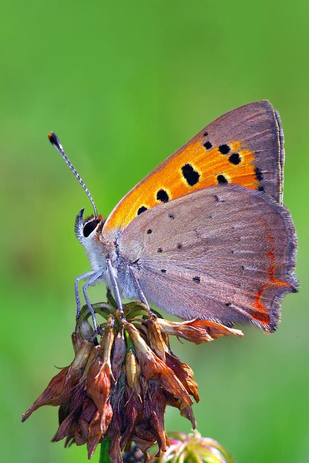 Small Copper Butterfly stock image. Image of green, flower - 22729683