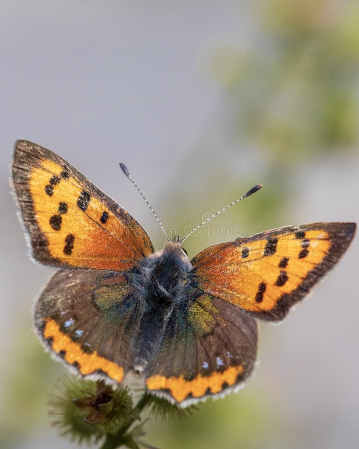 Small Copper stock image. Image of flying, outside, antenna - 165292151