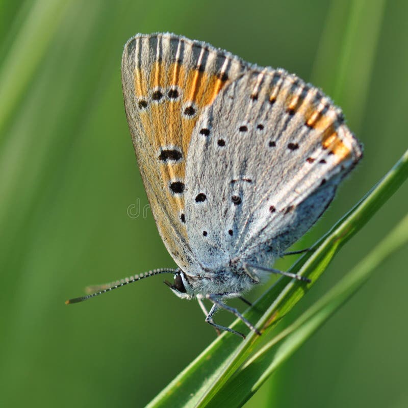 Small Copper Butterfly on Leaf Stock Image - Image of gardens, canadian ...