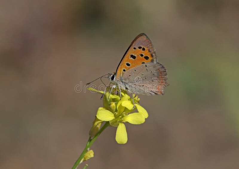 Small Copper stock photo. Image of insect, swallowtail - 149315200