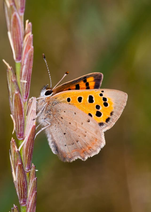 Small Copper Butterfly (Lycaena Phlaeas) Stock Image - Image of copper ...