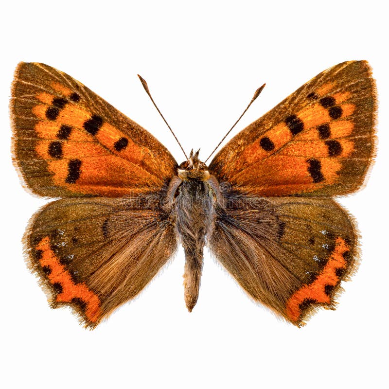Small copper butterfly stock image. Image of wildlife - 269190493