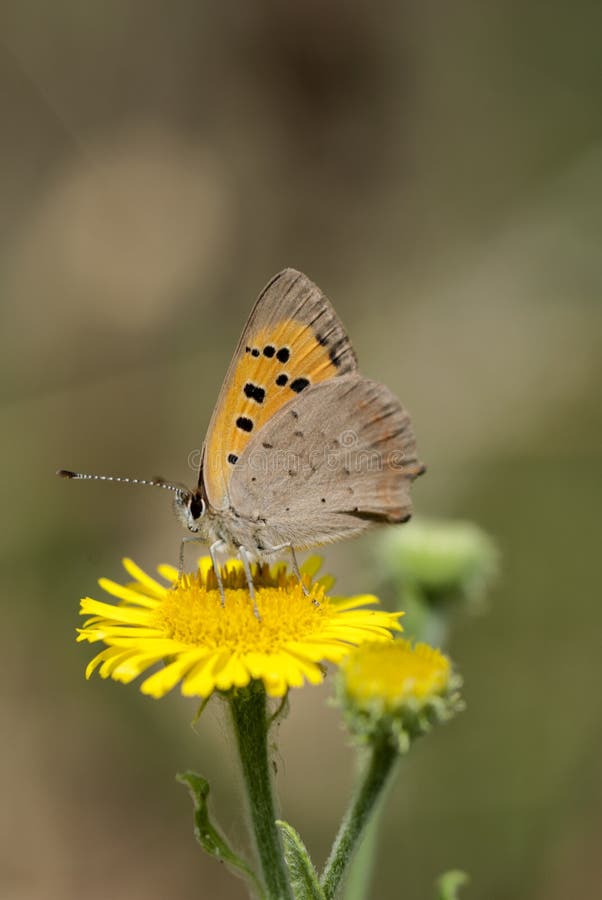 Small Copper Butterfly, Lycaena Phlaeas Stock Photo - Image of copper ...