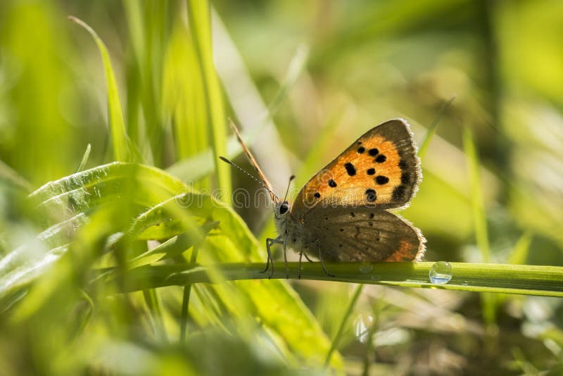 Small Copper or Common Copper Butterfly, Lycaena Phlaeas, Mating Stock ...
