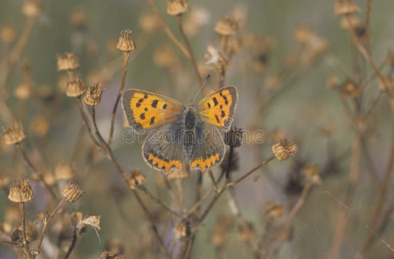 Small Copper Butterfly, Lycaena Phlaeas Stock Photo - Image of britain ...
