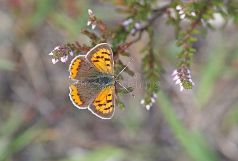 Small Copper stock image. Image of hawkmoth, fauna, lepidoptera - 156375709