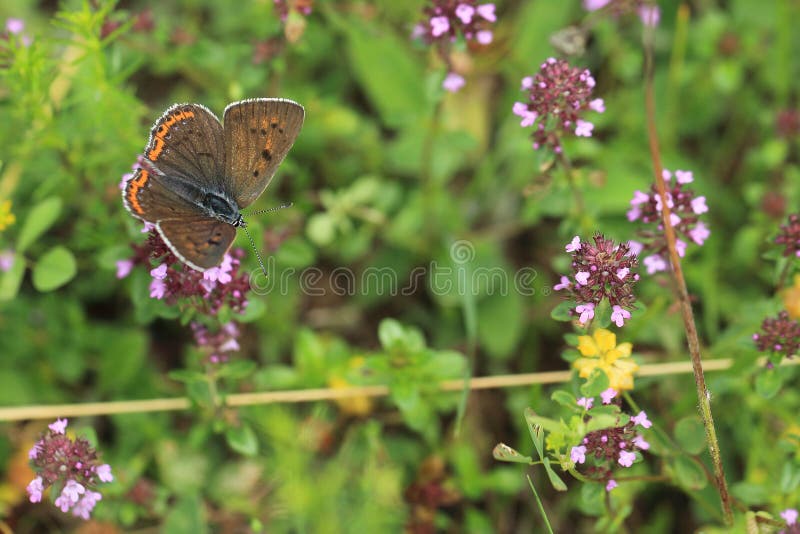Small Copper Butterfly on Thymus Stock Image - Image of animal, insect ...