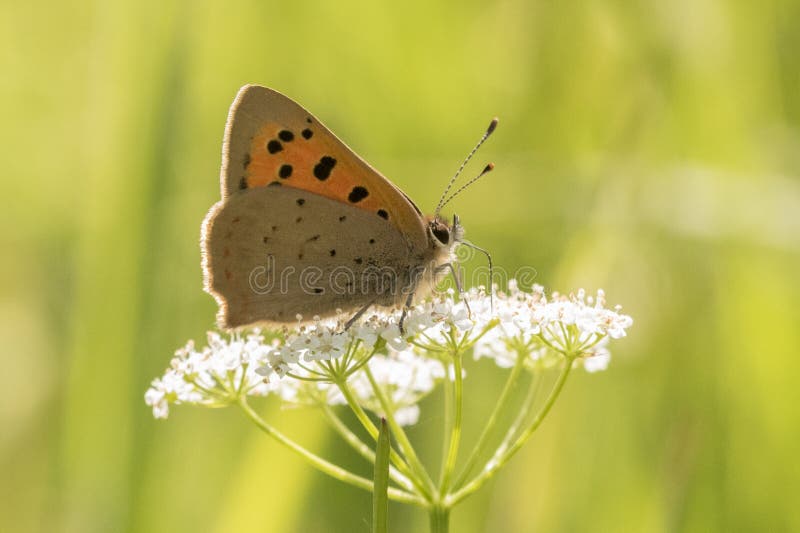 Small Copper Butterfly on a White Flower Stock Photo - Image of insect ...