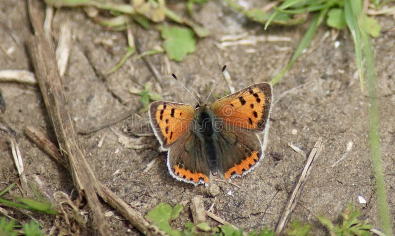 Small Copper Butterfly on Woodland Floor Stock Photo - Image of insect ...