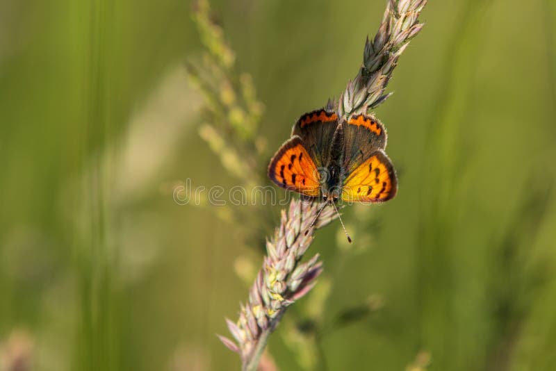 Small Copper Lycaena Phlaeas Stock Image - Image of asia, insect: 149816429