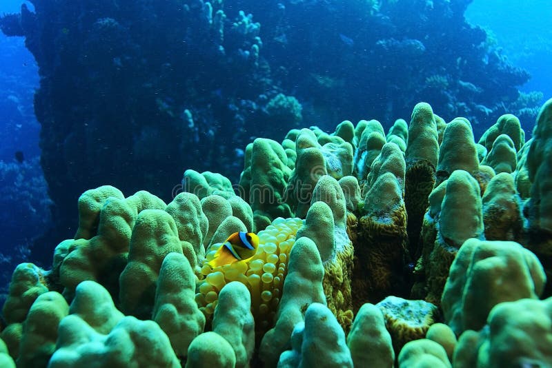 Small coral fish stock image. Image of green, healthy - 68872675