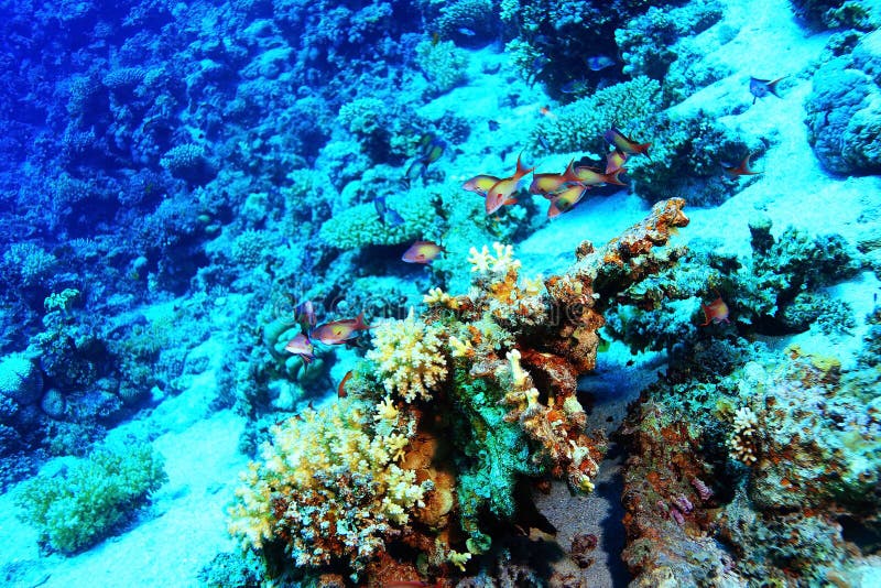 Small coral fish stock photo. Image of color, life, north - 68873606