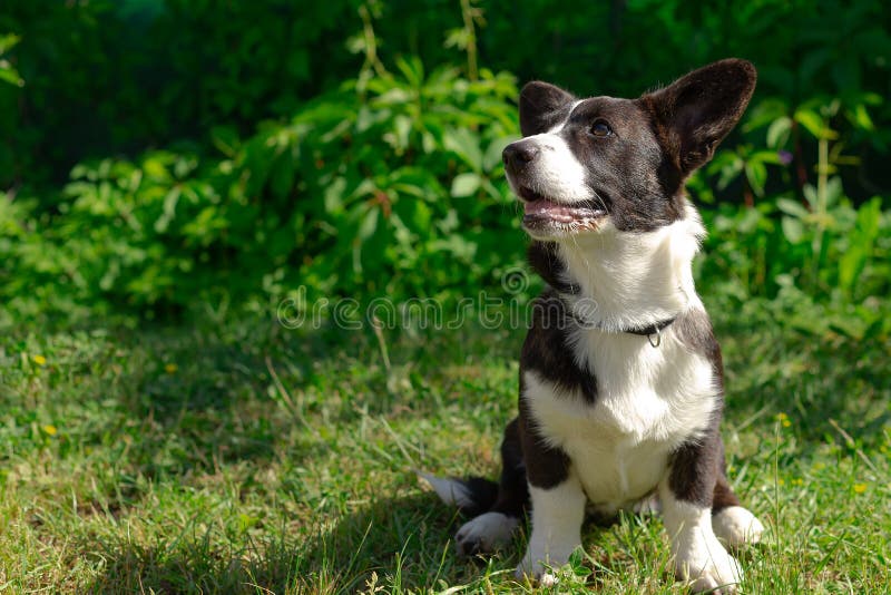 A Small Corgi Dog in the Fresh Air. Dog Close-up Stock Photo - Image of ...
