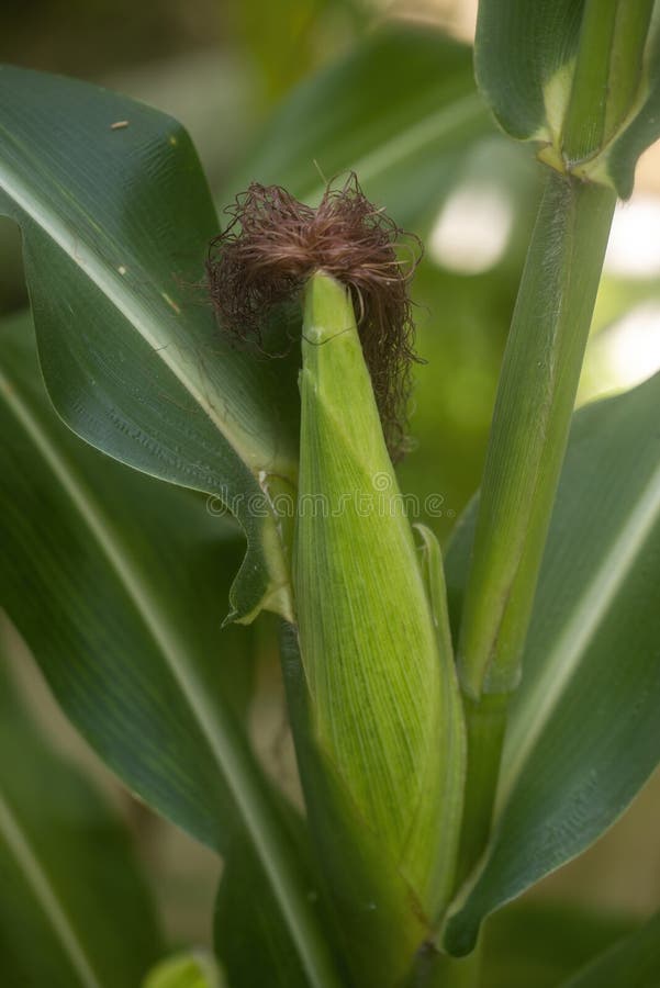 Corn cob stock image. Image of corn, harvest, healthy - 255004701
