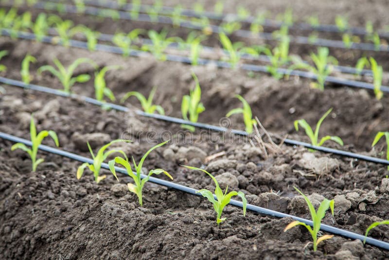 Small Corn Field with Drip Irrigation in Farm Stock Image - Image of ...