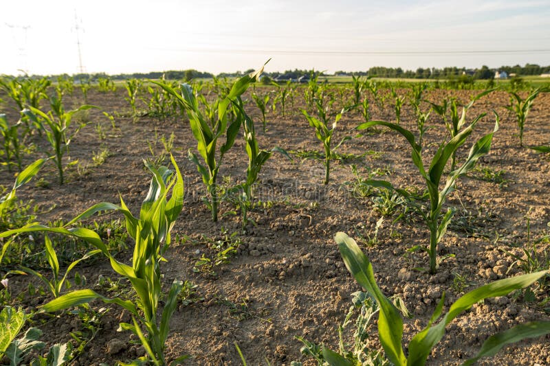Small Corn Growing in the Field during Summer Season Stock Photo ...