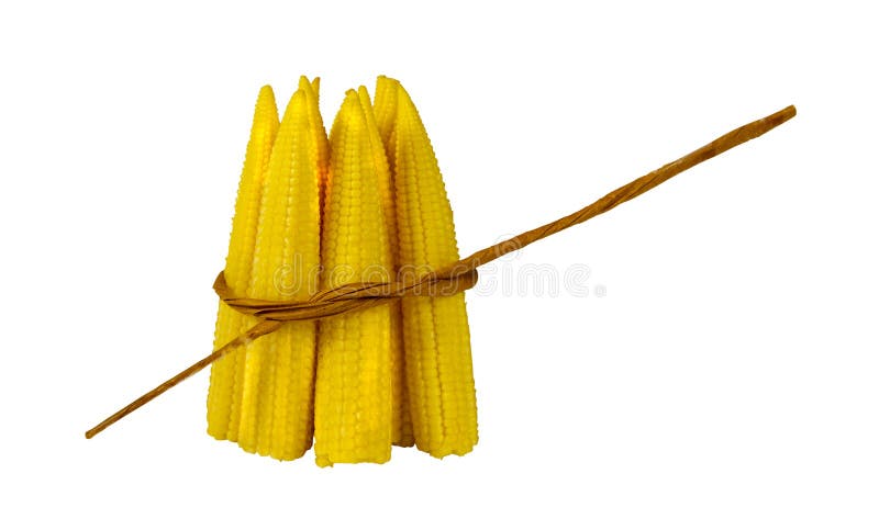 Small corn stock image. Image of corncob, grain, eating - 175825087