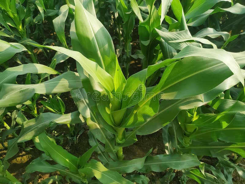 Small Corn Plant in the Farm Natural. Nepal Stock Photo - Image of ...