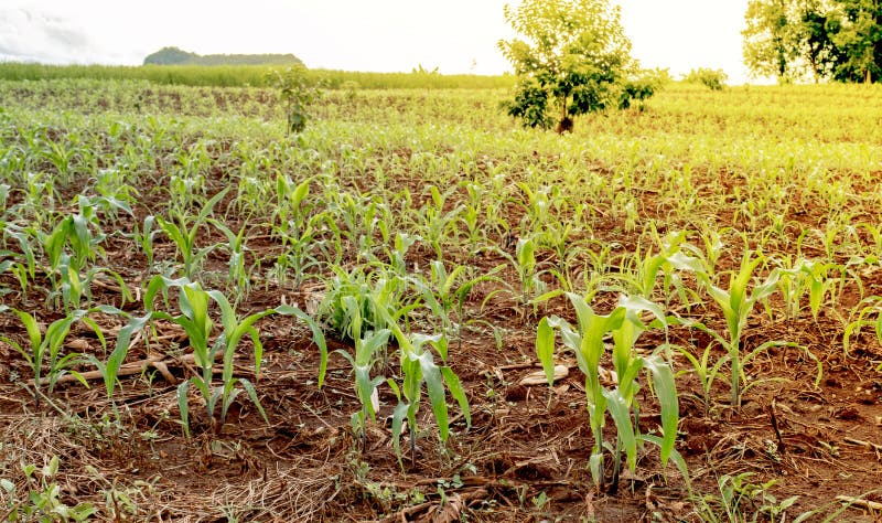 A Small Corn Plant Growing Green and Beautiful in the Field Stock Photo ...