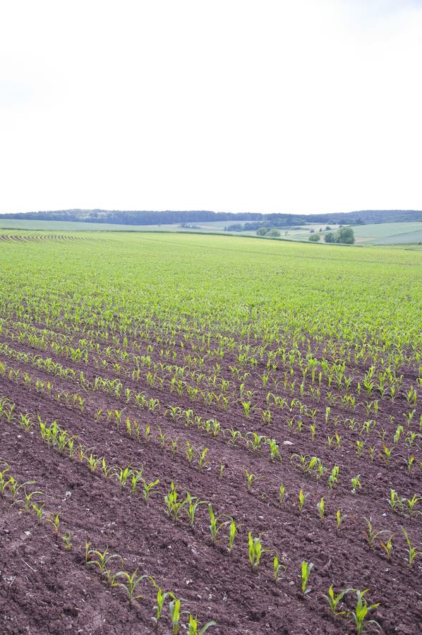 Small corn plants stock photo. Image of maize, cereals - 13386108