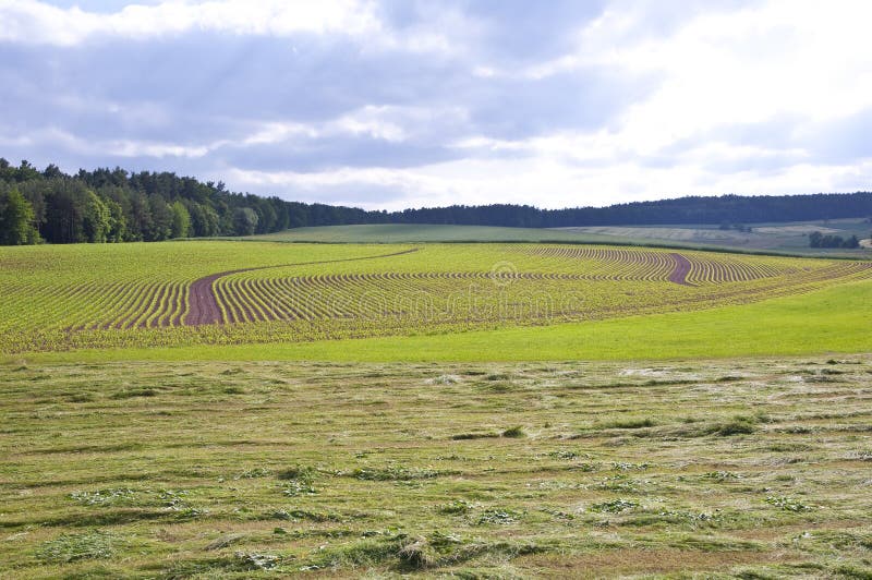 Small corn plants stock image. Image of ground, growing - 13386155