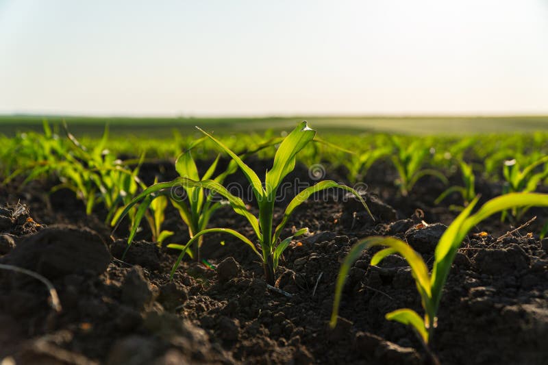 Small Corn Sprouts Grow in the Field. Rows of Small Corn Plants ...