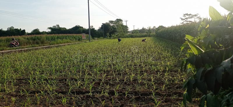 Small Corn Plants and Farmers in the Fields Stock Image - Image of ...