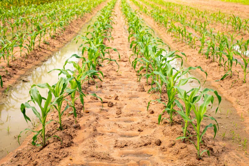 Small Corn Plants on the Field are Growing in the Morning Stock Image ...
