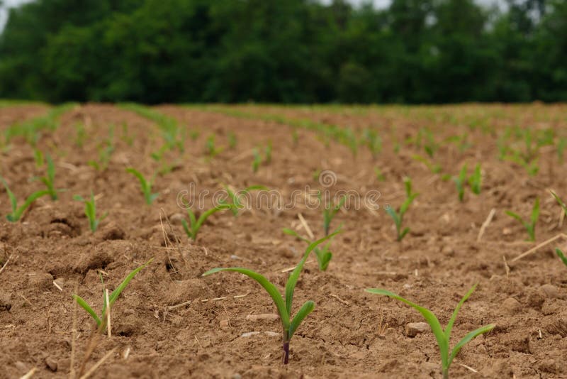 Small Corn Plants Grow in the Fields Under the Sun Stock Image - Image ...