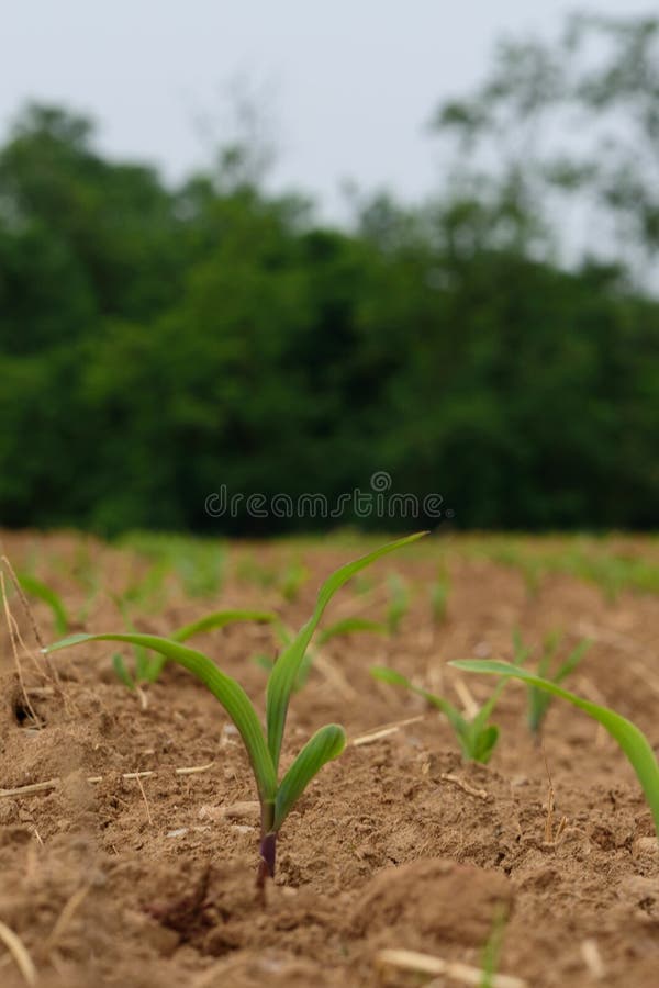 Small Corn Plants Grow in the Fields Under the Sun Stock Image - Image ...