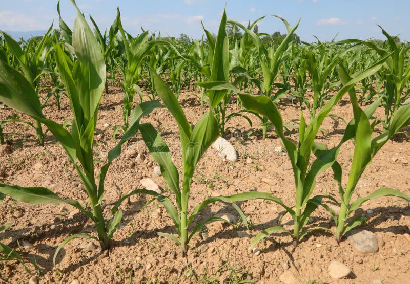 Small Corn Plants Still Low and without Cobs with Green Leaves I Stock ...