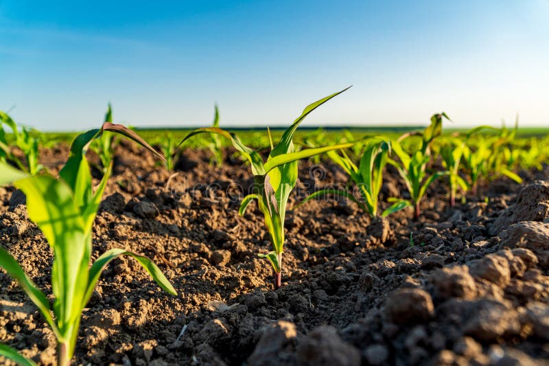 Small Corn Sprouts Grow in the Field. Rows of Small Corn Plants ...