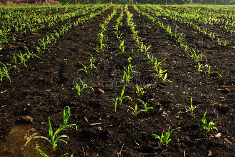 The small corn rows. stock photo. Image of field, agriculture - 83317148