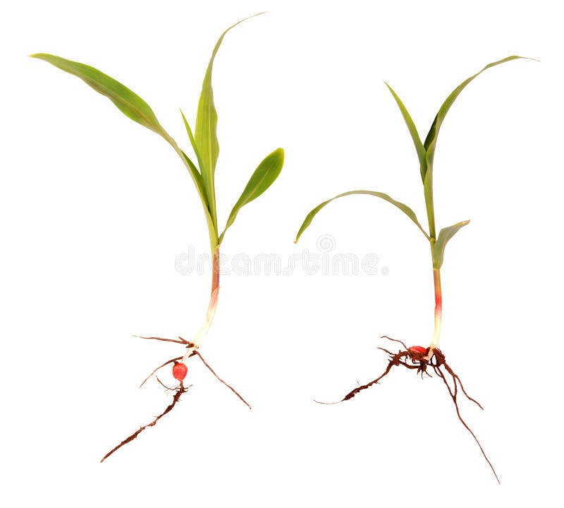 Closeup of Corn Stalk stock image. Image of landscape - 2624591