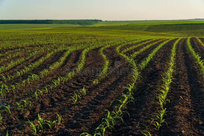 Small Corn Sprouts Grow in the Field. Rows of Small Corn Plants ...