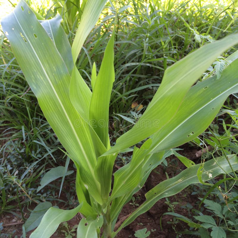 517 Baby Corn Tree Stock Photos - Free & Royalty-Free Stock Photos from ...