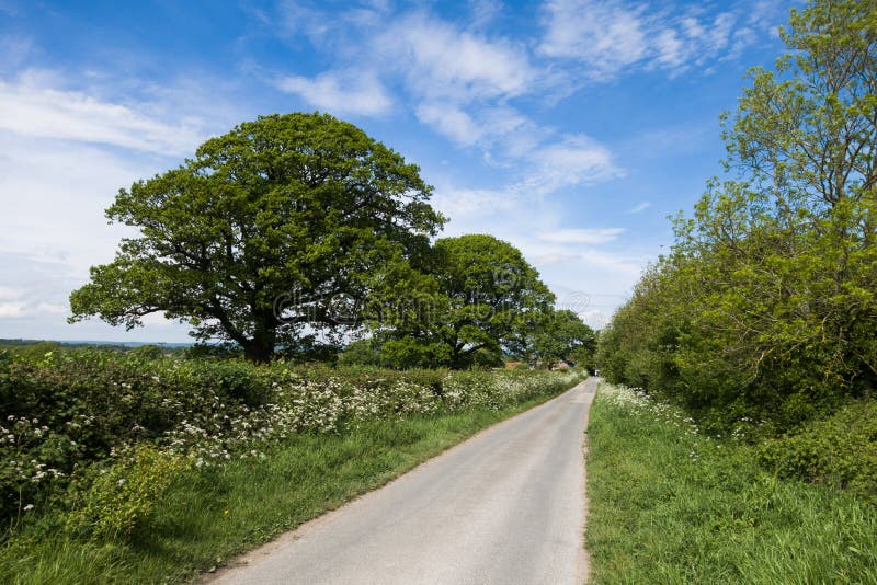 A Small Country Lane in England Stock Image - Image of journey, grass ...