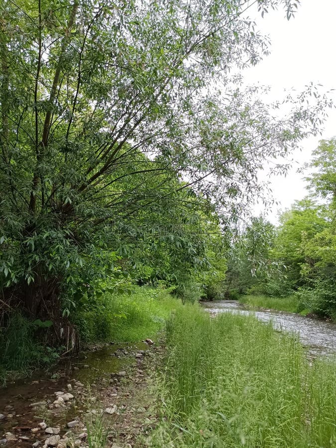 Galda river stock photo. Image of wetland, leaf, stream - 248361772