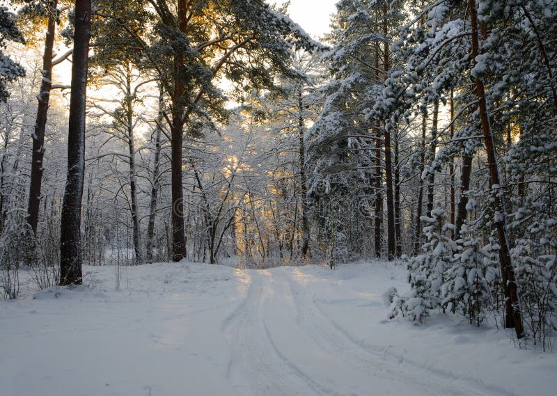 Small Country Road in Winter with Sunshine Stock Image - Image of ...