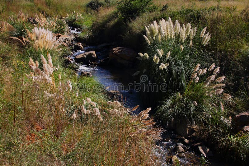 A small country stream stock photo. Image of quiet, meanders - 89438350
