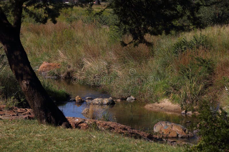 A small country stream stock photo. Image of spring, green - 89438362