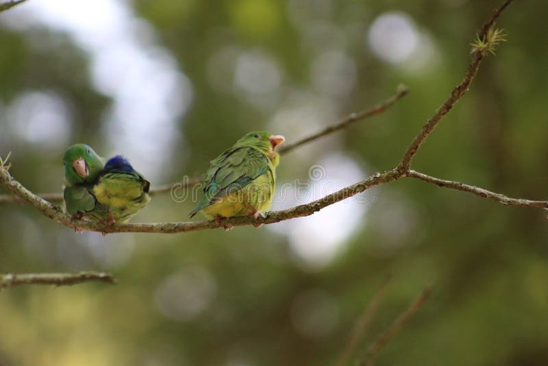 Small Couple of Parrots in a Tree Stock Photo - Image of beauty, bird ...