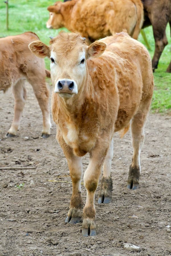 Small cow stock photo. Image of farmland, farm, countryside - 22509924