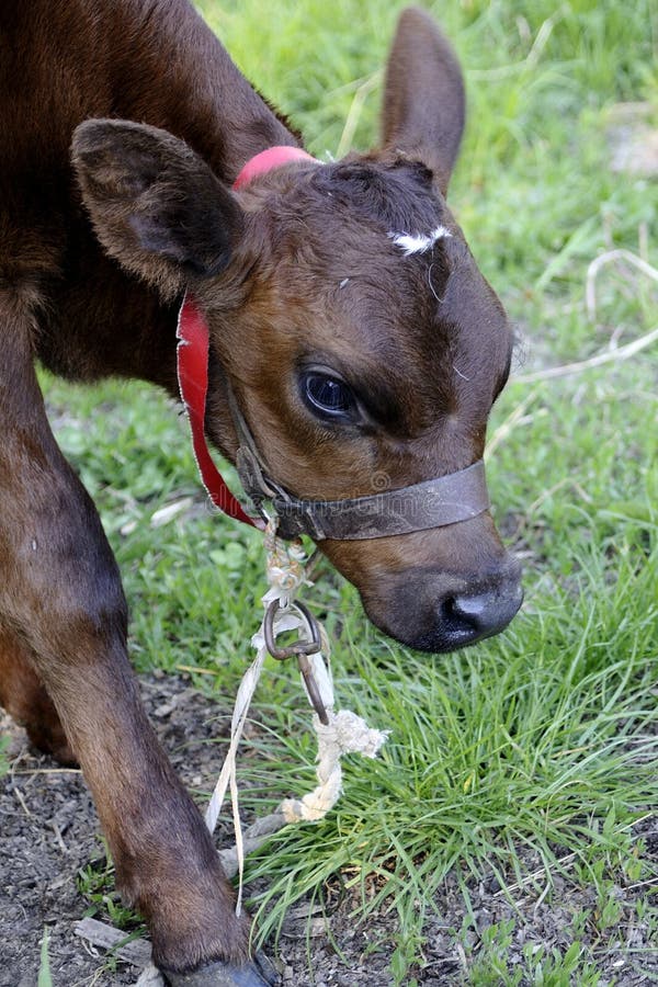 Small Cow Picture. Image: 9442526