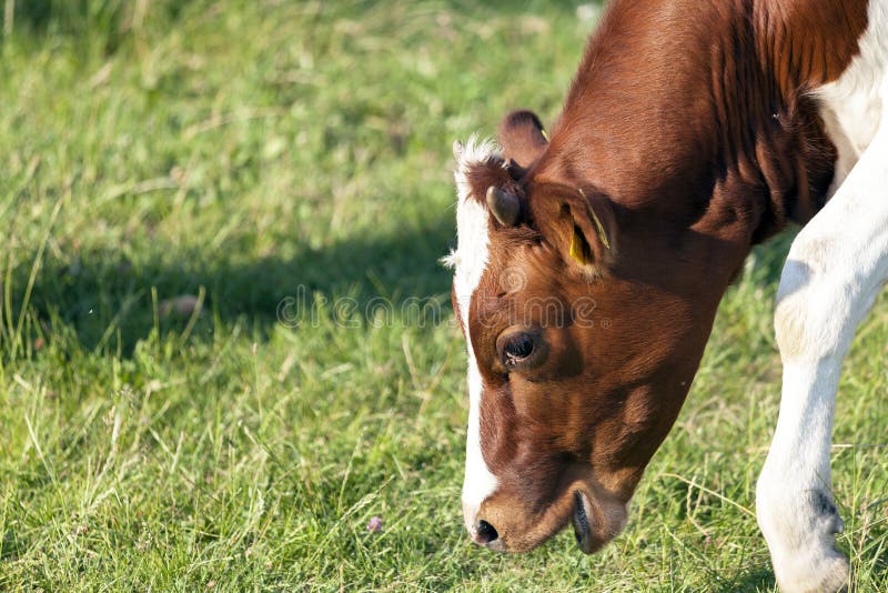 Small Cows Grazing in Pasture Stock Image - Image of grazing ...