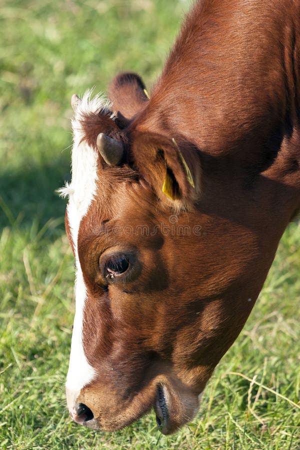 Small Cows Grazing in Pasture Stock Image - Image of cattle, fauna ...