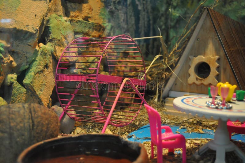 Small Cozy House for Gopher Stock Photo - Image of chair, leisure ...