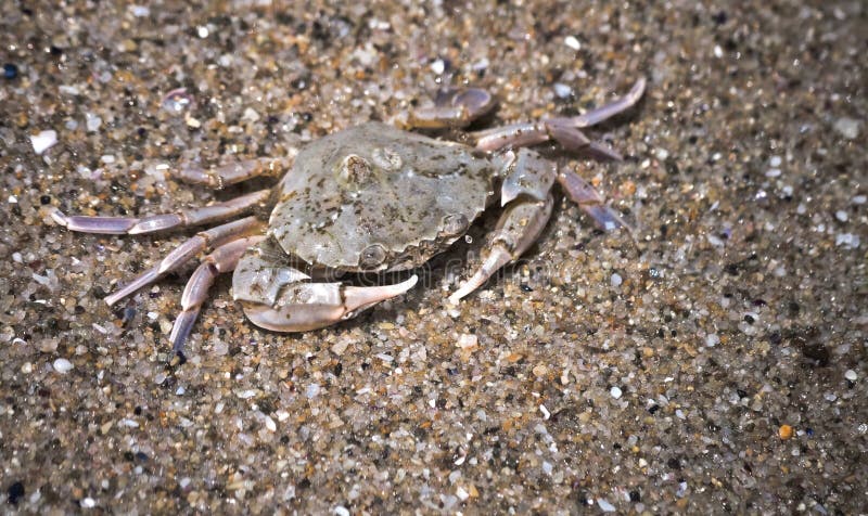 Small crab stock photo. Image of bright, sand, beach - 15858752