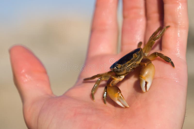 Small crab stock image. Image of close, horizontal, legs - 22421069